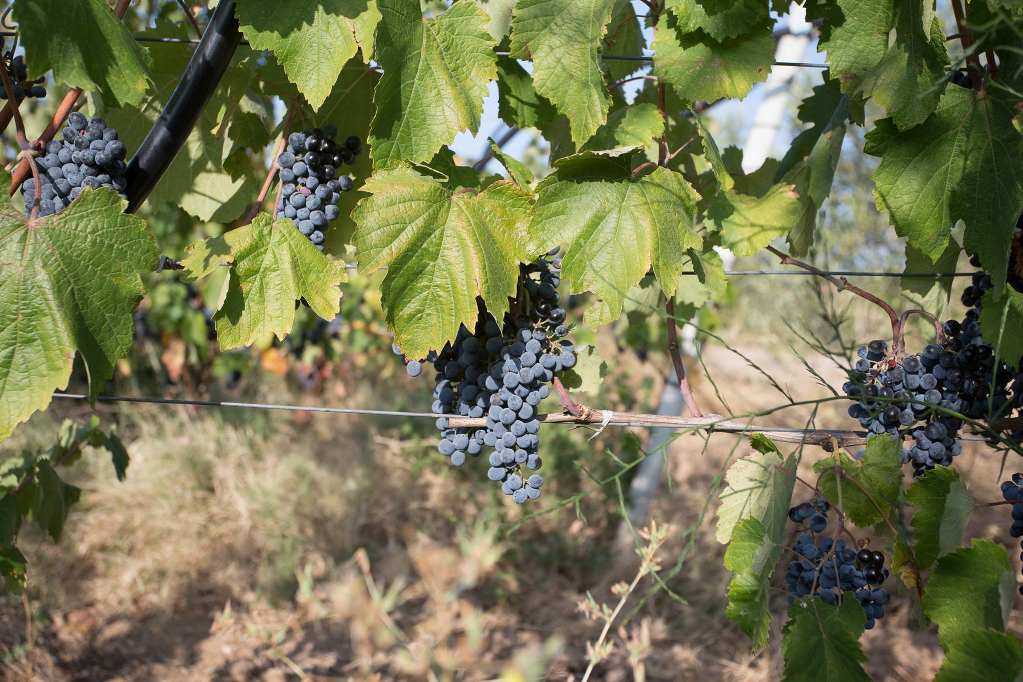 Perrini Italian wine from Puglia – Chent'annos